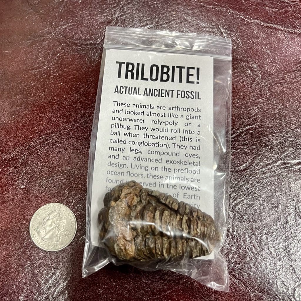 Real Trilobite Fossil Specimen | Morocco, North Africa