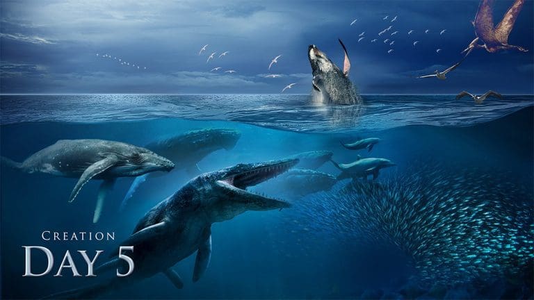 7 Days of Creation Week - Day 5 11" x 17" Art Print